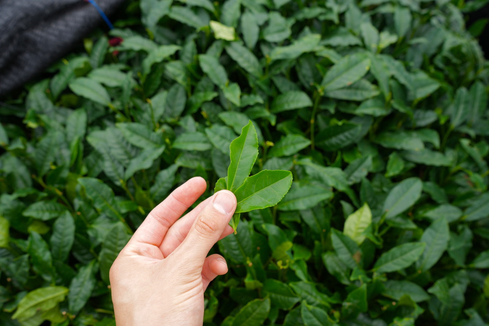 Nevaeh Tea – Nevaeh Tea Co.